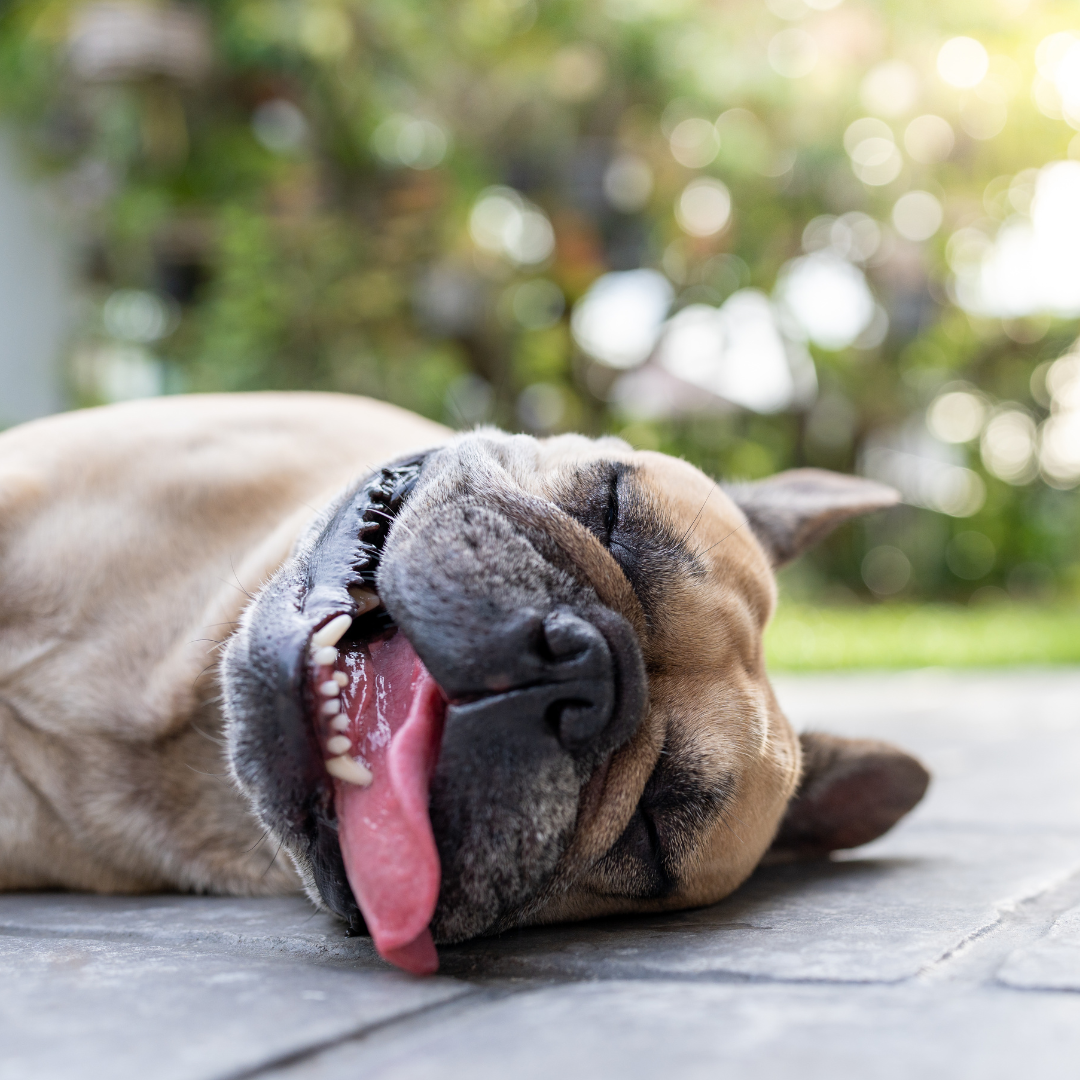 Heat Safety Tips for Pets in Katy, TX - Circle B Veterinary Hospital