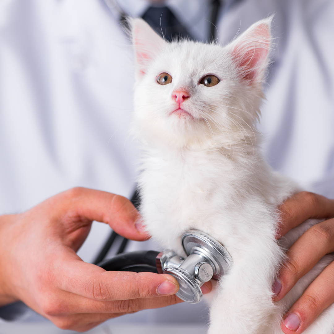 The Importance of Regular Vet Checkups: Mid-Year Health Assessments ...
